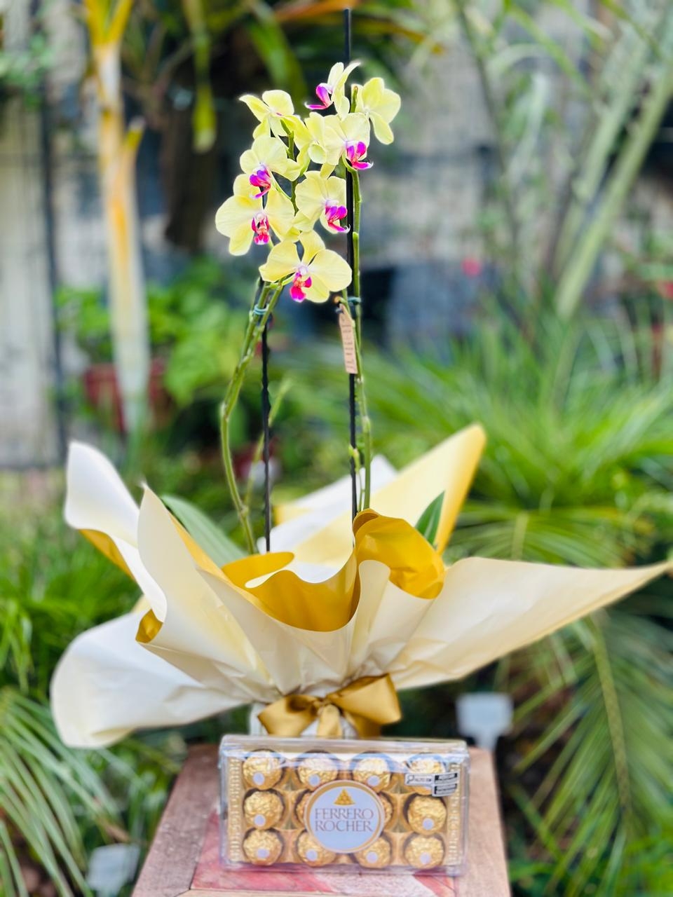 Orquídea Phalaenopsis Amarela com Ferrero Rocher | Rosi Flores