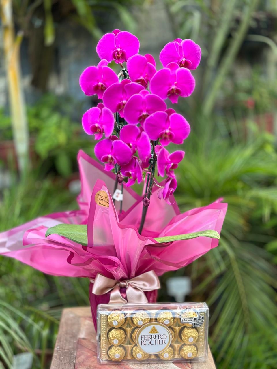 Orquídea Phalaenopsis Pink com Ferrero Rocher | Rosi Flores